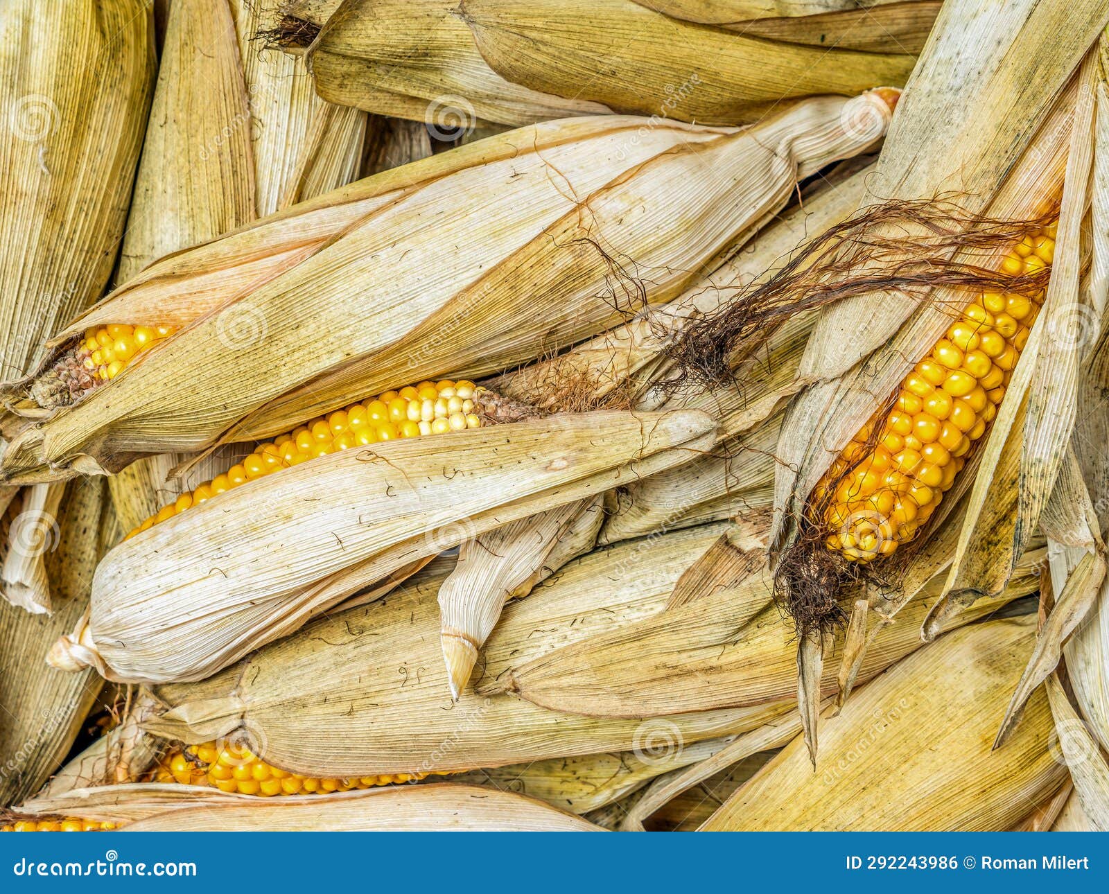 Pile of Unhusked Sweet Corn Cobs Stock Photo - Image of corn, meal ...