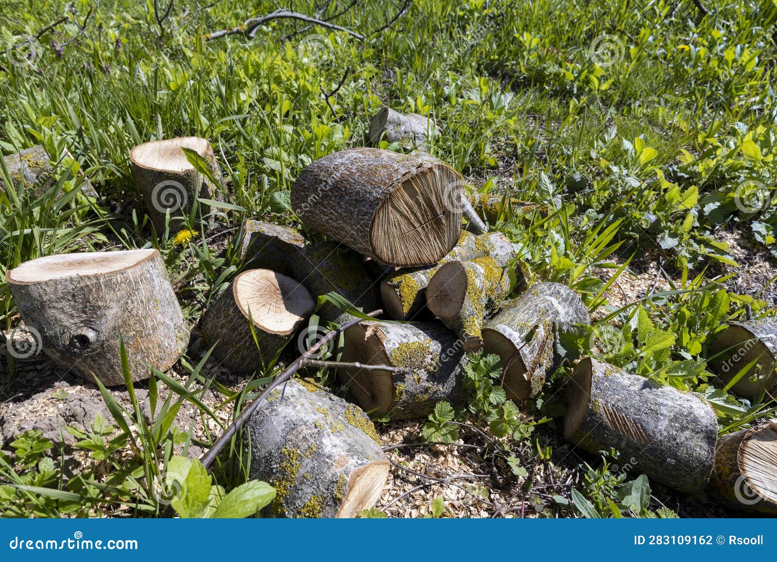 A Pile of Walnut Logs for Further Processing at the Sawmill Stock Photo ...