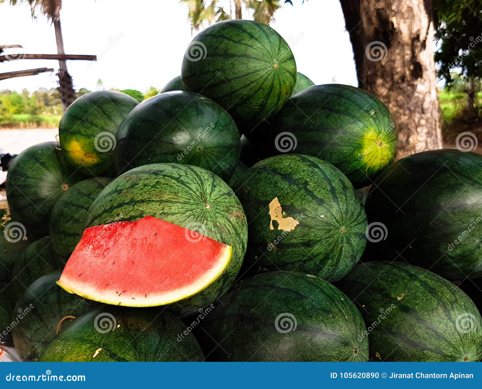 Pile of watermelon stock photo. Image of stripe, focus - 105620890