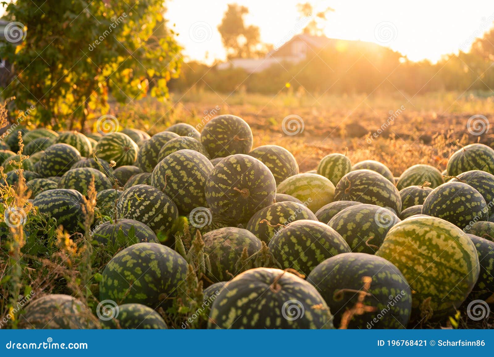 A pile of watermelons stock image. Image of harvest - 196768421