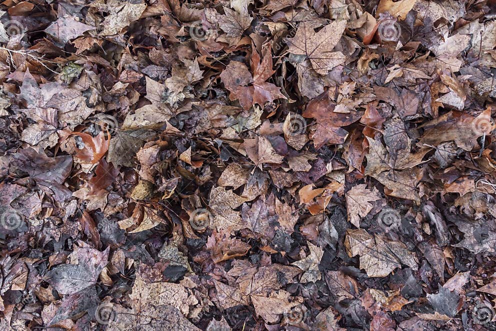 A Pile of Wet, Matted Tree Leaves Lying on the Ground Stock Photo ...