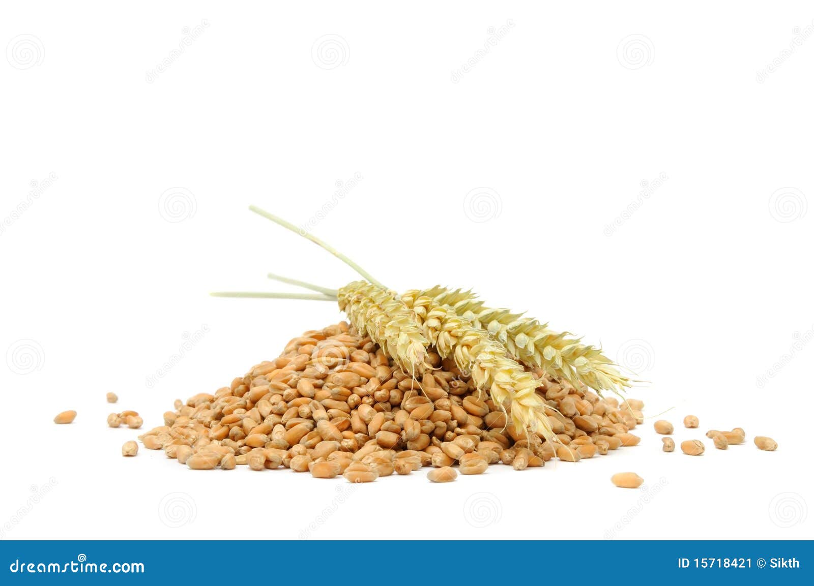 Pile of Wheat Grains with Ears Stock Image - Image of handful, grains ...