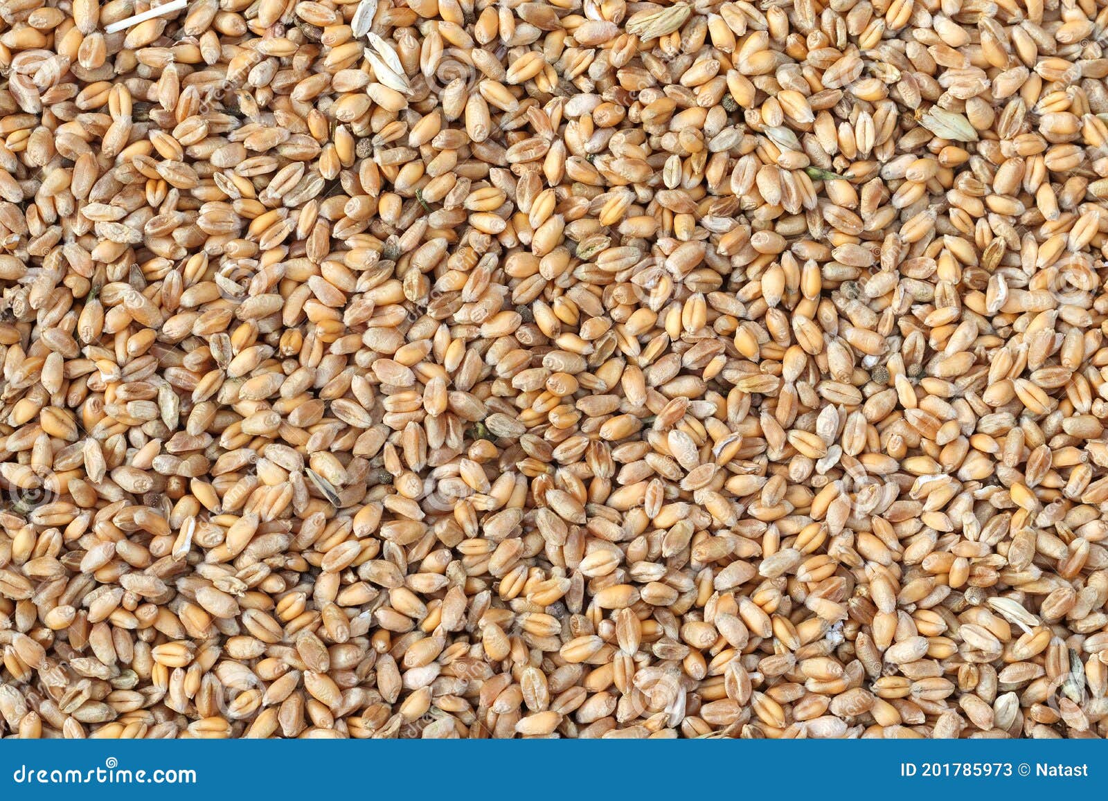 Pile of Wheat Kernels As Background Stock Image - Image of agriculture ...
