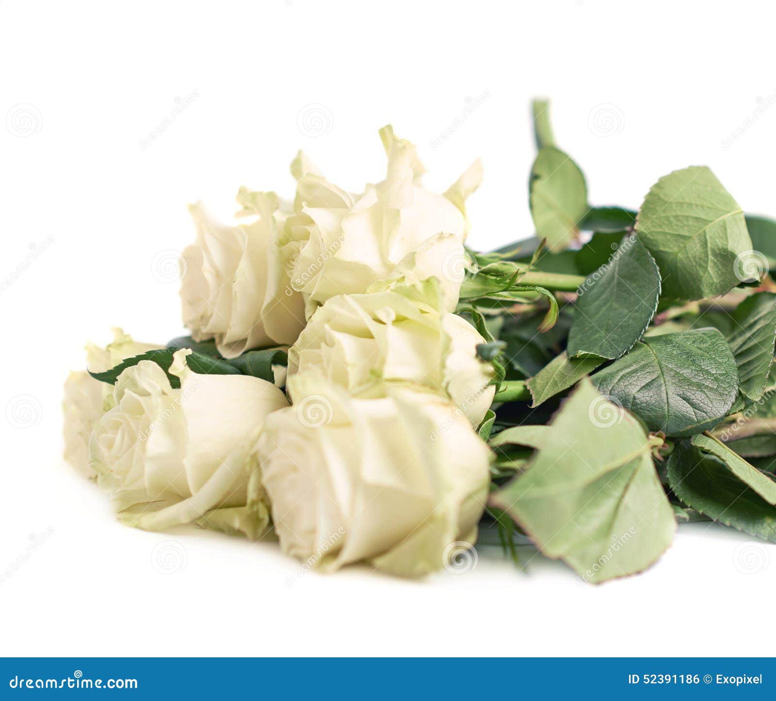 Pile of White Roses Isolated Stock Photo - Image of invitation ...