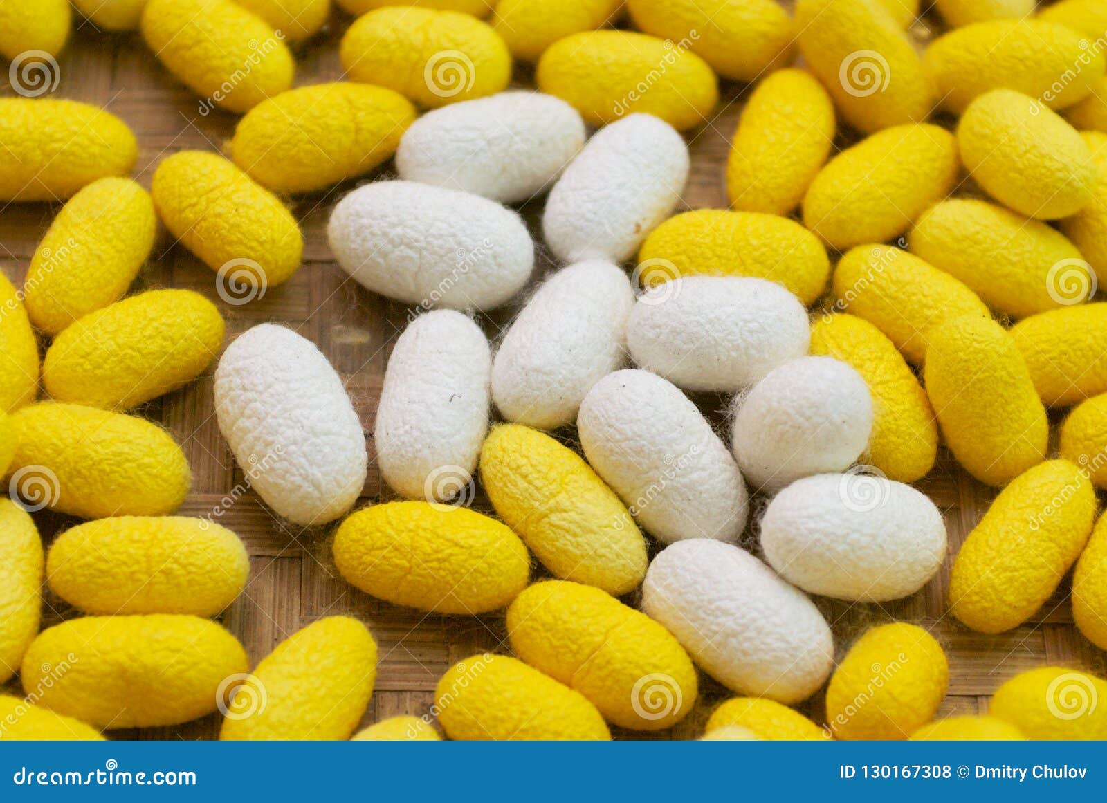 Pile of White and Yellow Silkworm Cocoons Ready To Be Boiled and Spun ...