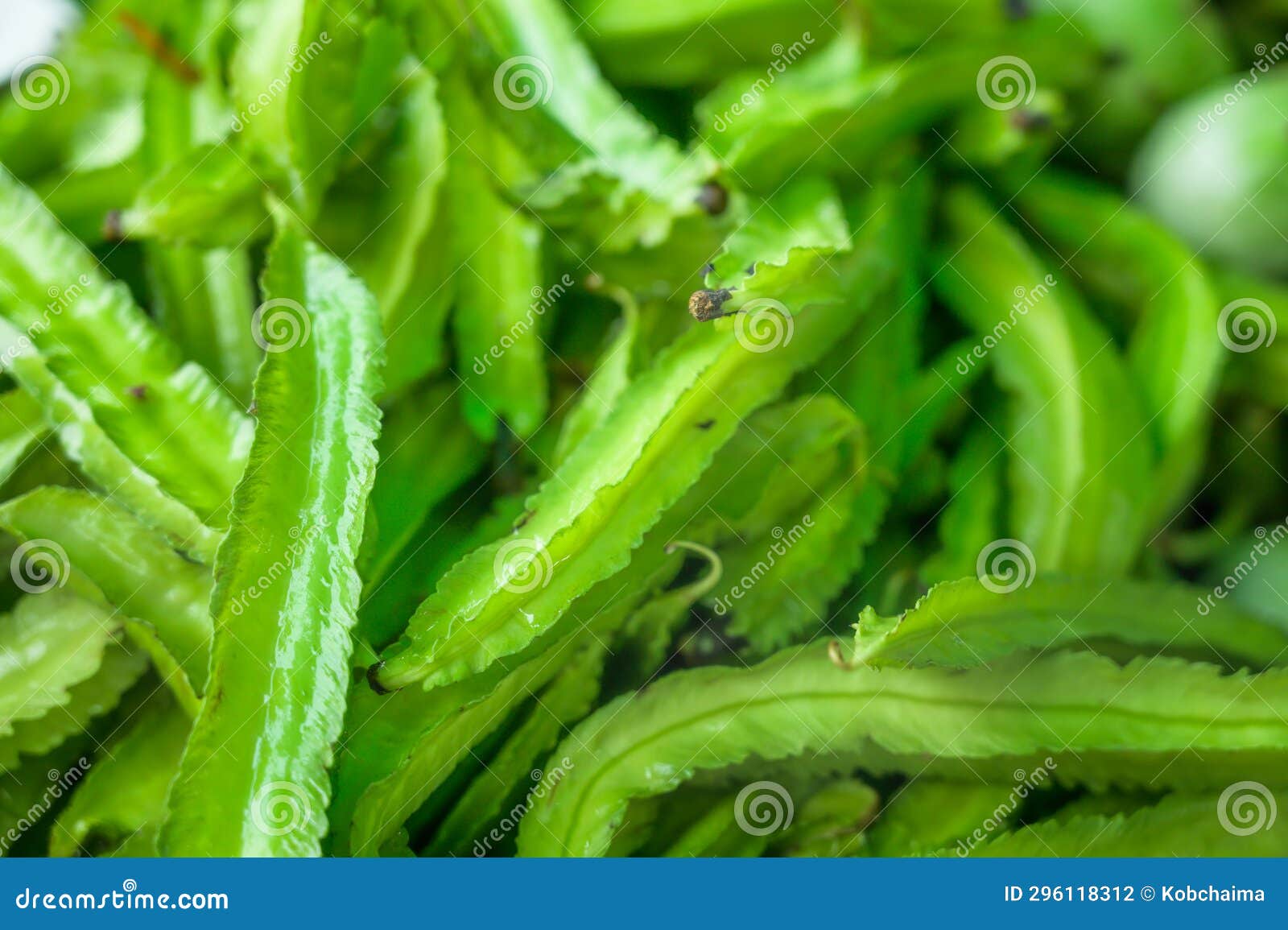 Beans Of A Winged Bean, Psophocarpus Tetragonolobus Royalty-Free Stock ...