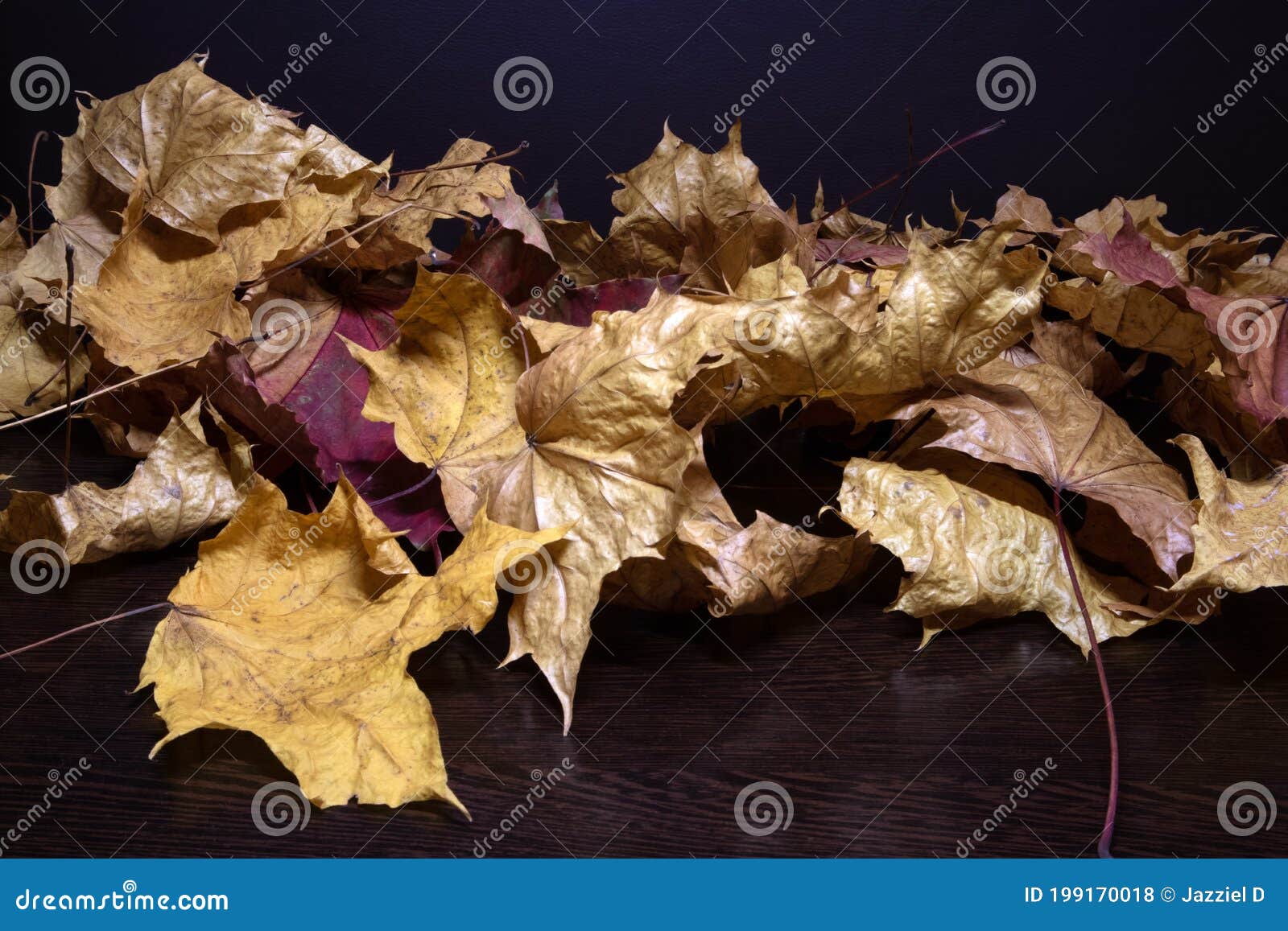 A Pile of Withered Twisted Maple Leaves with Light Reflection Stock ...