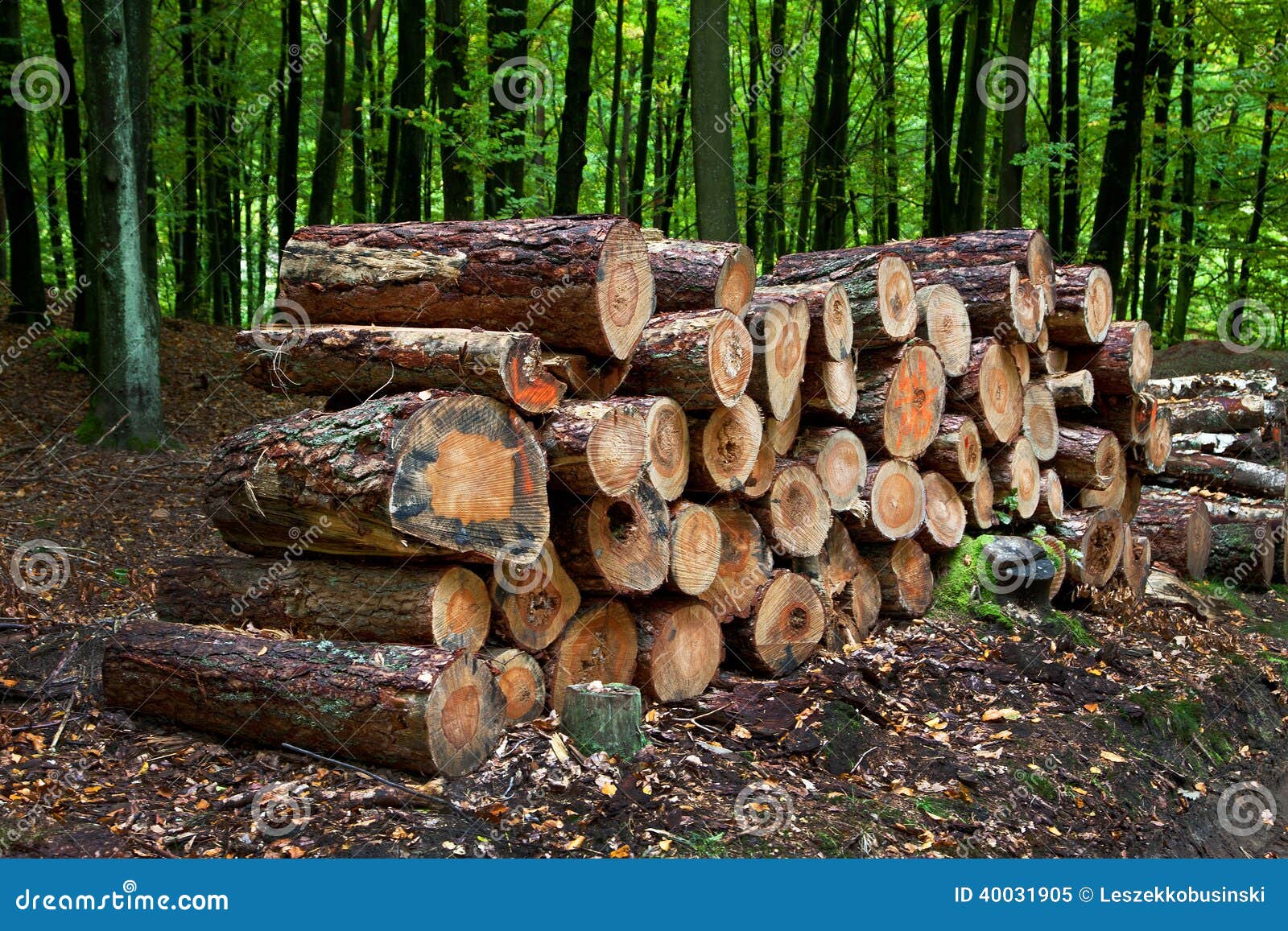 Pile of wood stock image. Image of abstract, foreground - 40031905