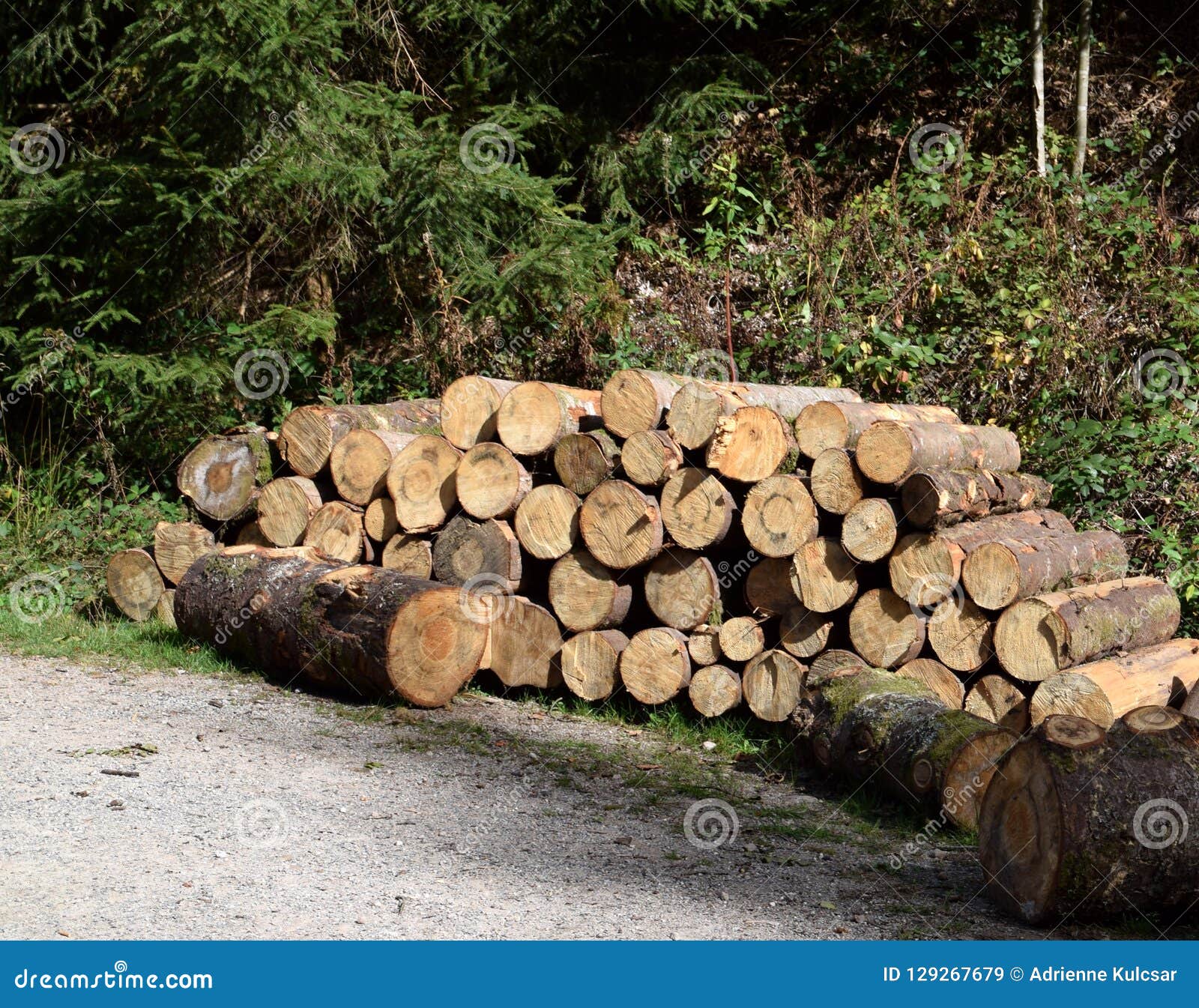 Pile of wood, cutted trees stock image. Image of logs - 129267679