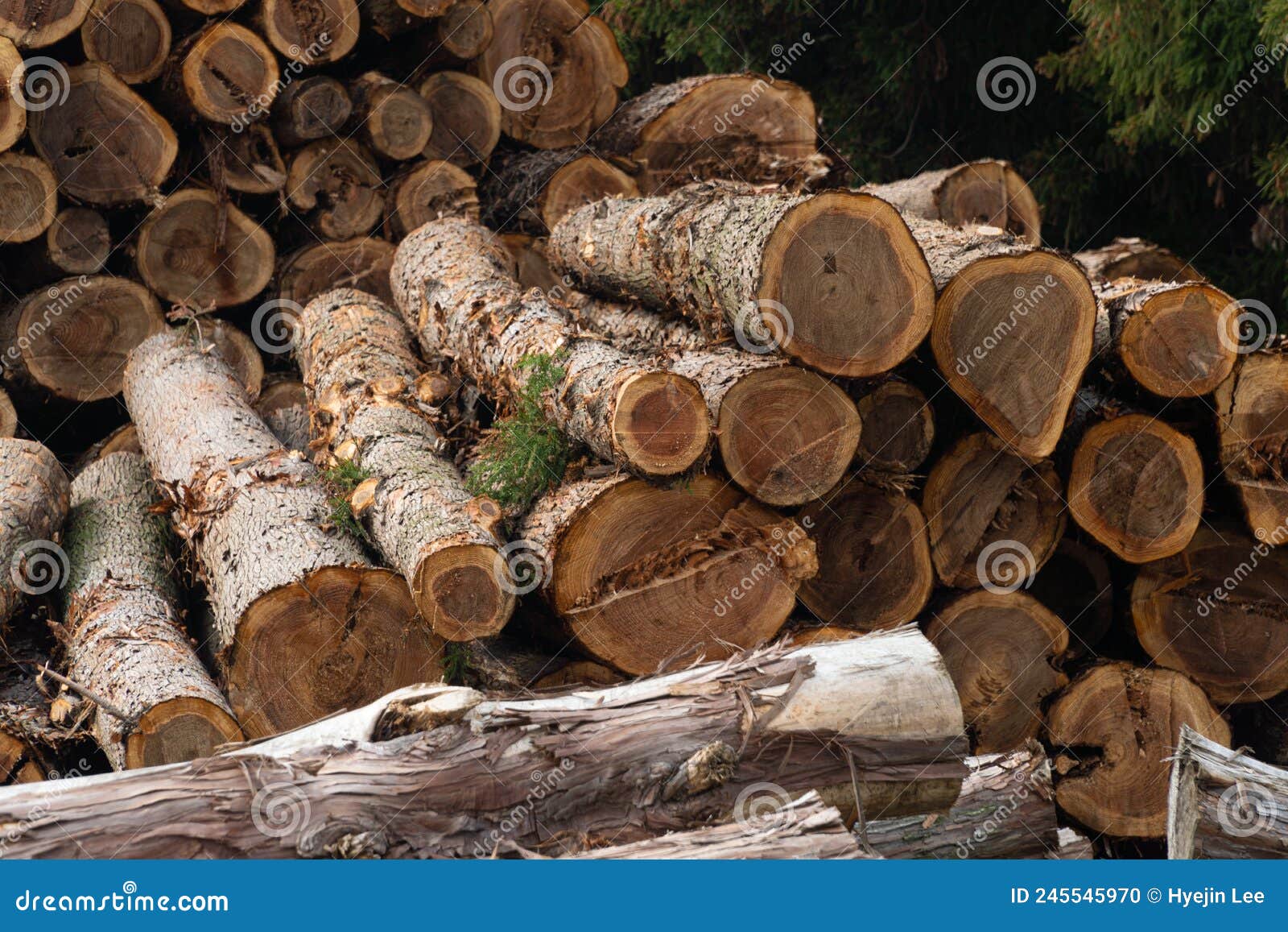 Pile of wood firewood stock photo. Image of plant, timber - 245545970