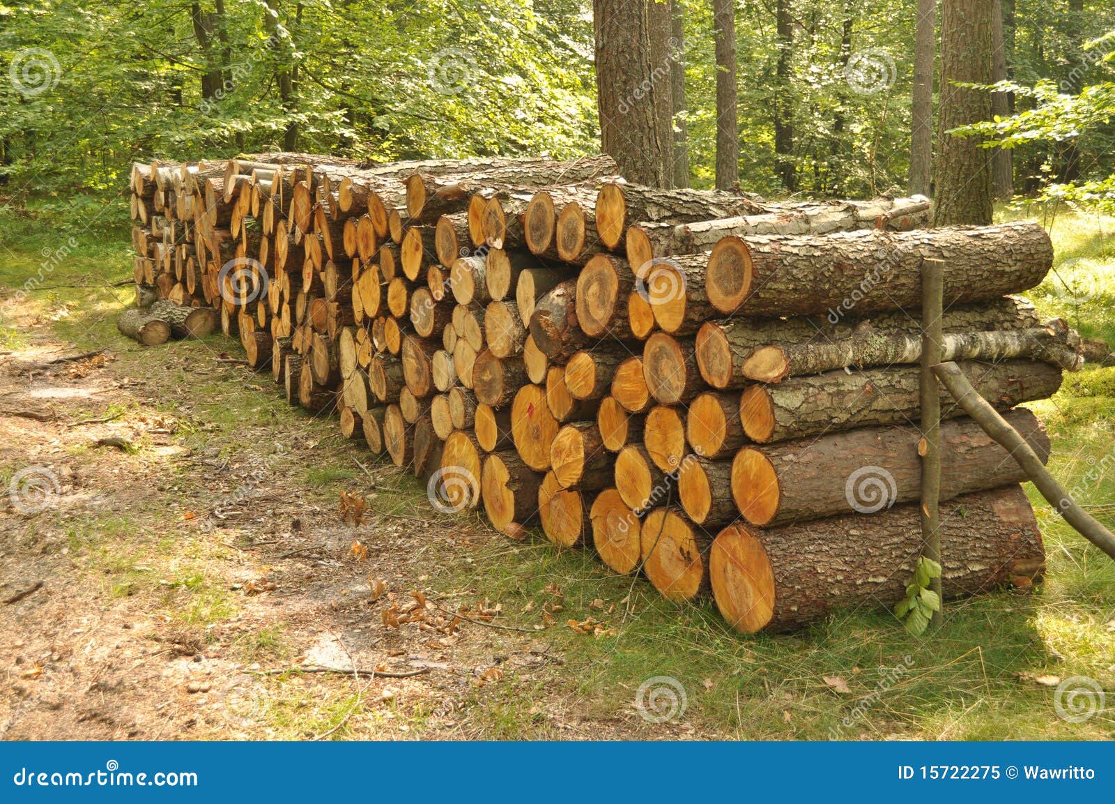 Pile of wood in forest stock image. Image of natural - 15722275