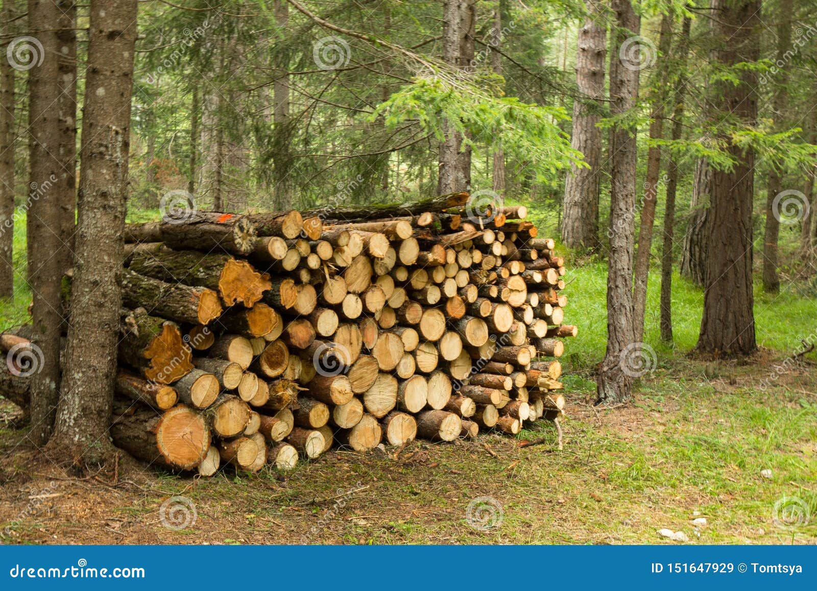 Pile of Wood Freshly Cut in a Forest Stock Image - Image of brown ...