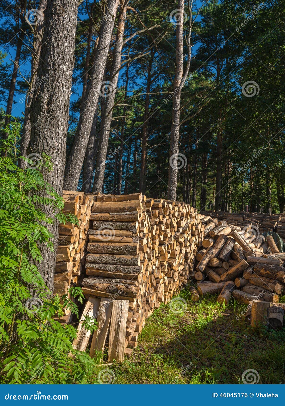 Pile of wood logs stock photo. Image of energy, renewable - 46045176
