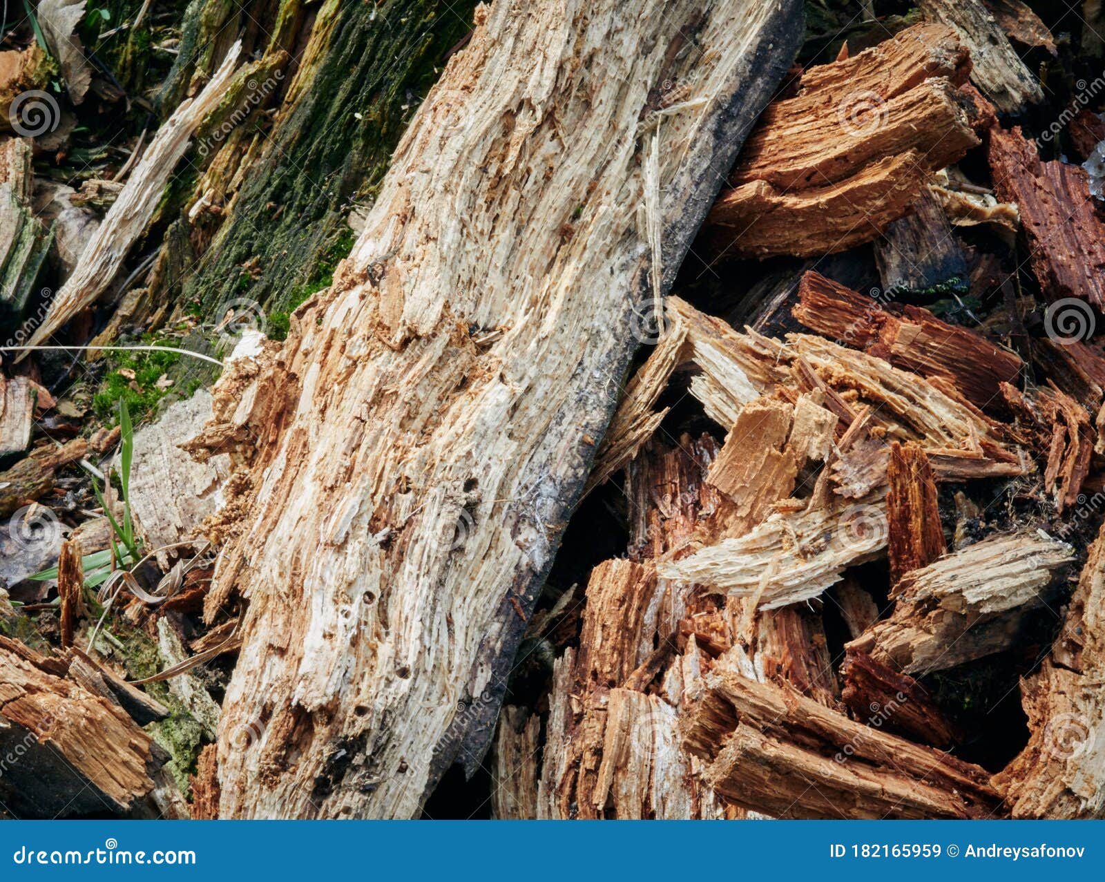 A Pile of Wood Rot. Invoice Stock Image - Image of macro, herb: 182165959