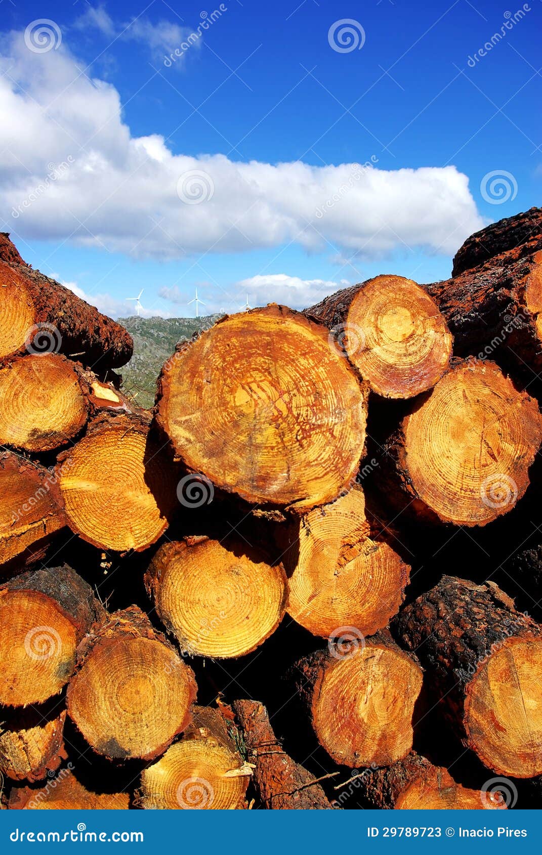 Wood trunks of pine trees stock image. Image of logging - 29789723