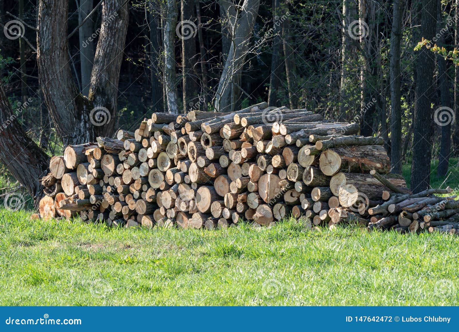 Stacks Of Logs Awaiting Conversion To Lumber Stock Image ...