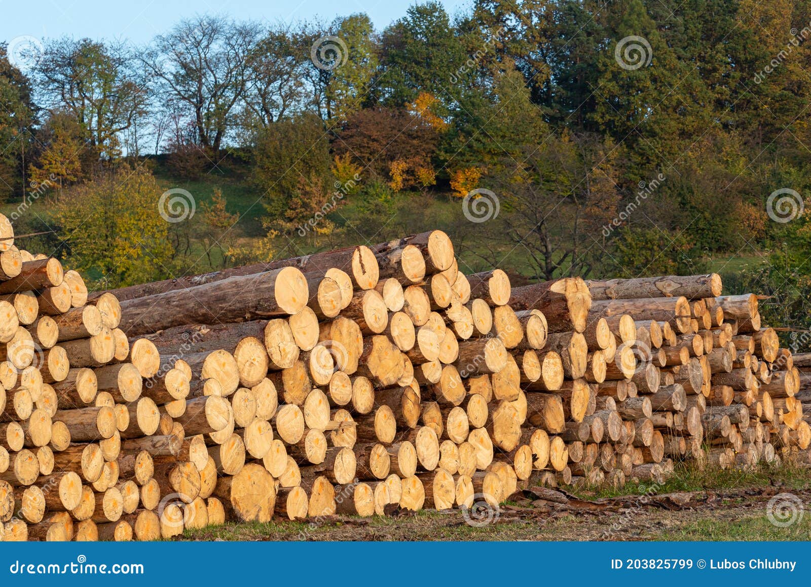 Stacks Of Logs Awaiting Conversion To Lumber Stock Image ...