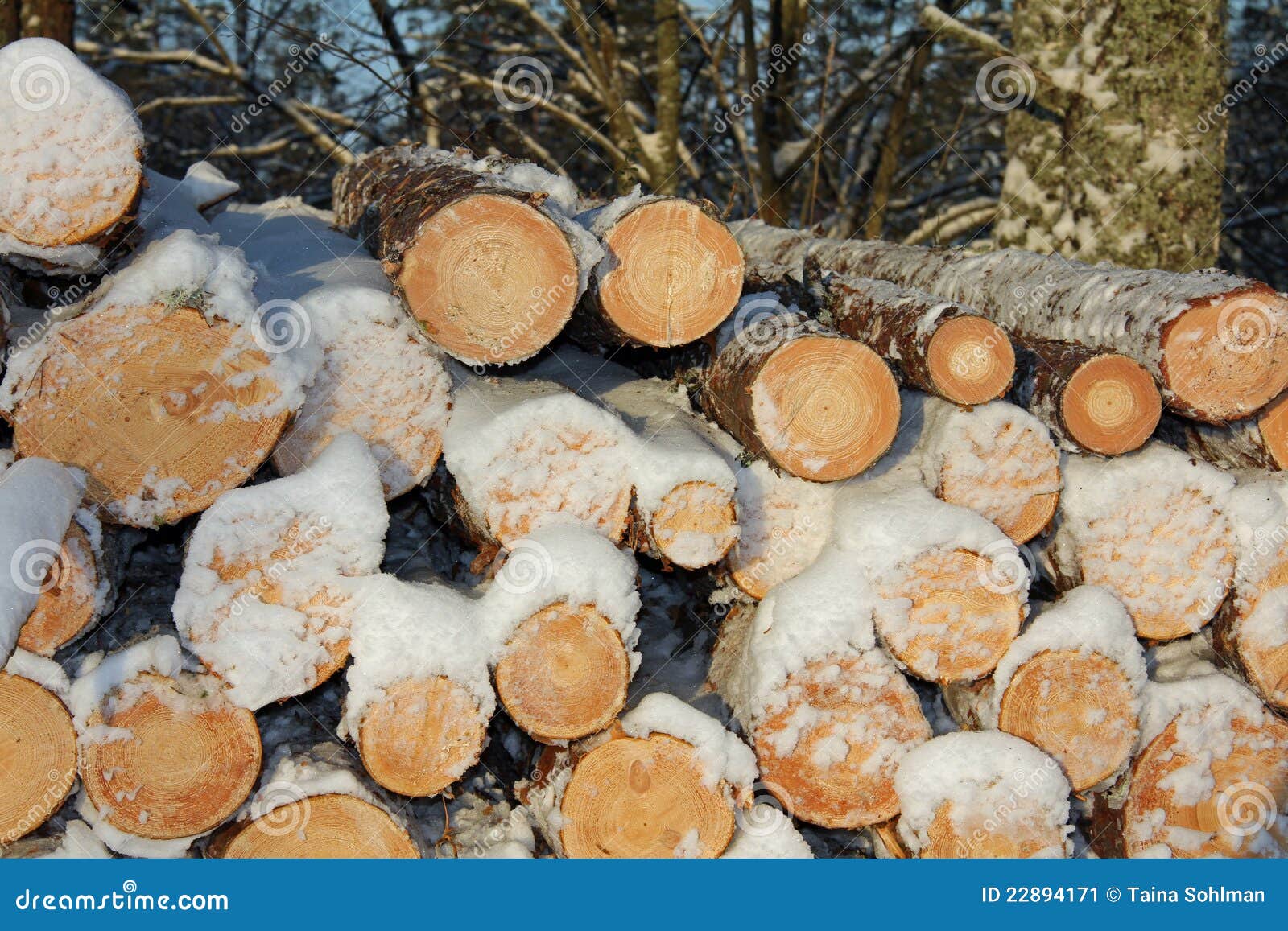 Pile of Wooden Logs in Winter Snow Stock Image - Image of logging, ends ...