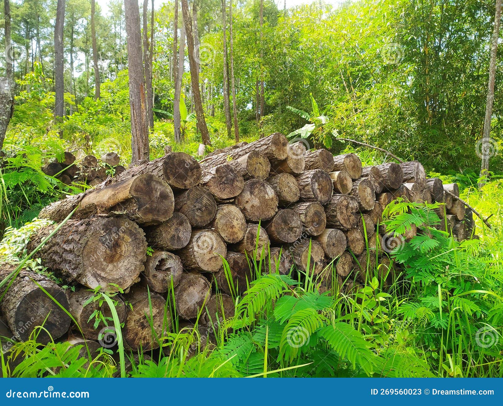 Pile of Woods from Tree in the Forest Stock Image - Image of summer ...