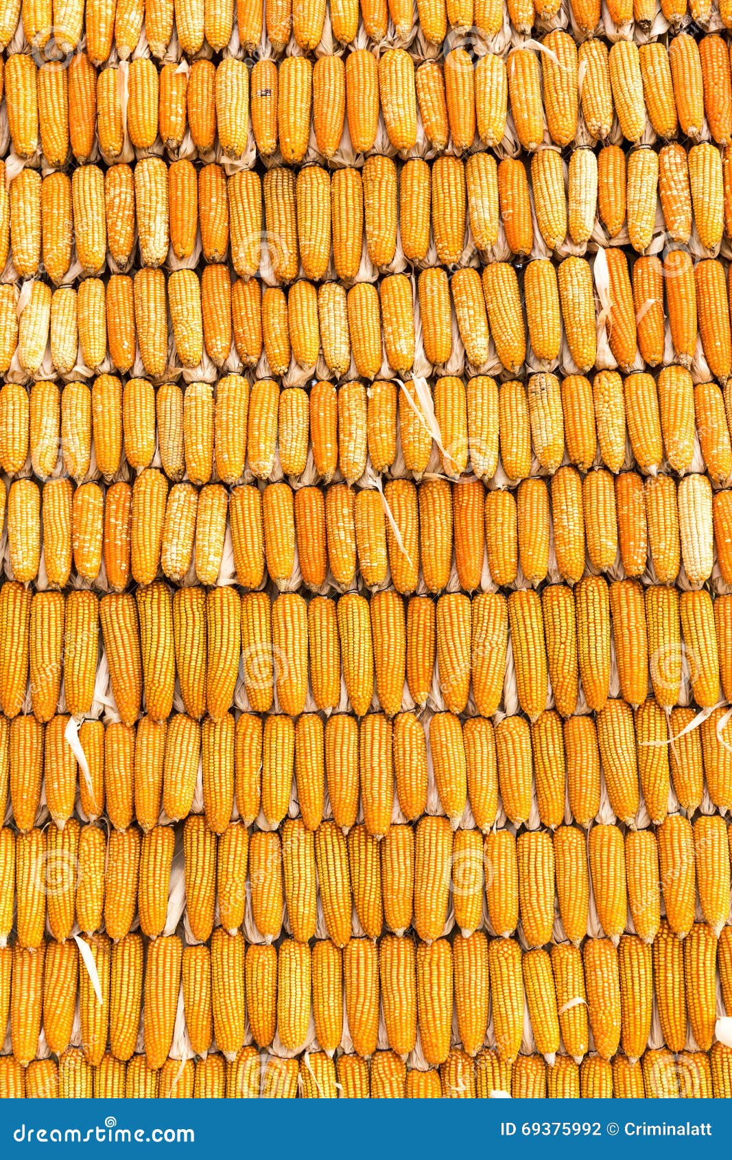 Pile of yellow corn cob stock photo. Image of ingredient - 69375992
