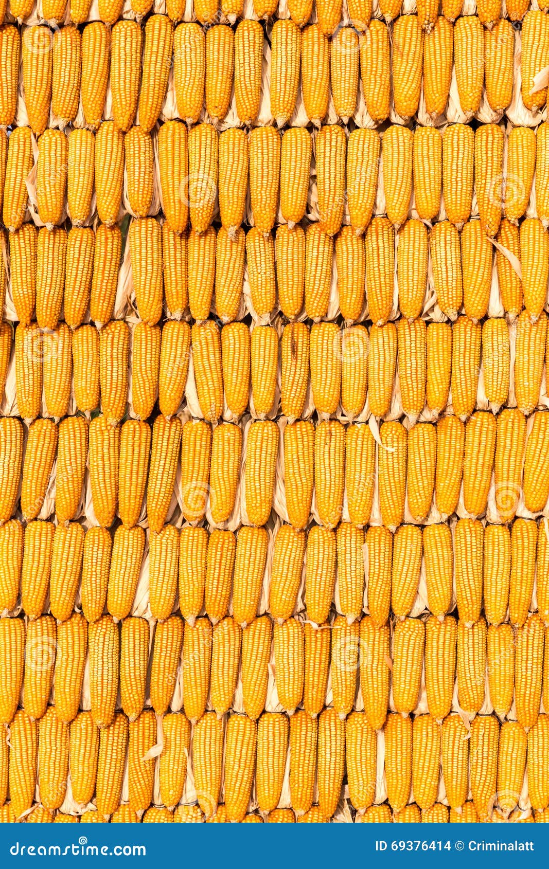Pile of yellow corn cob stock photo. Image of orange - 69376414