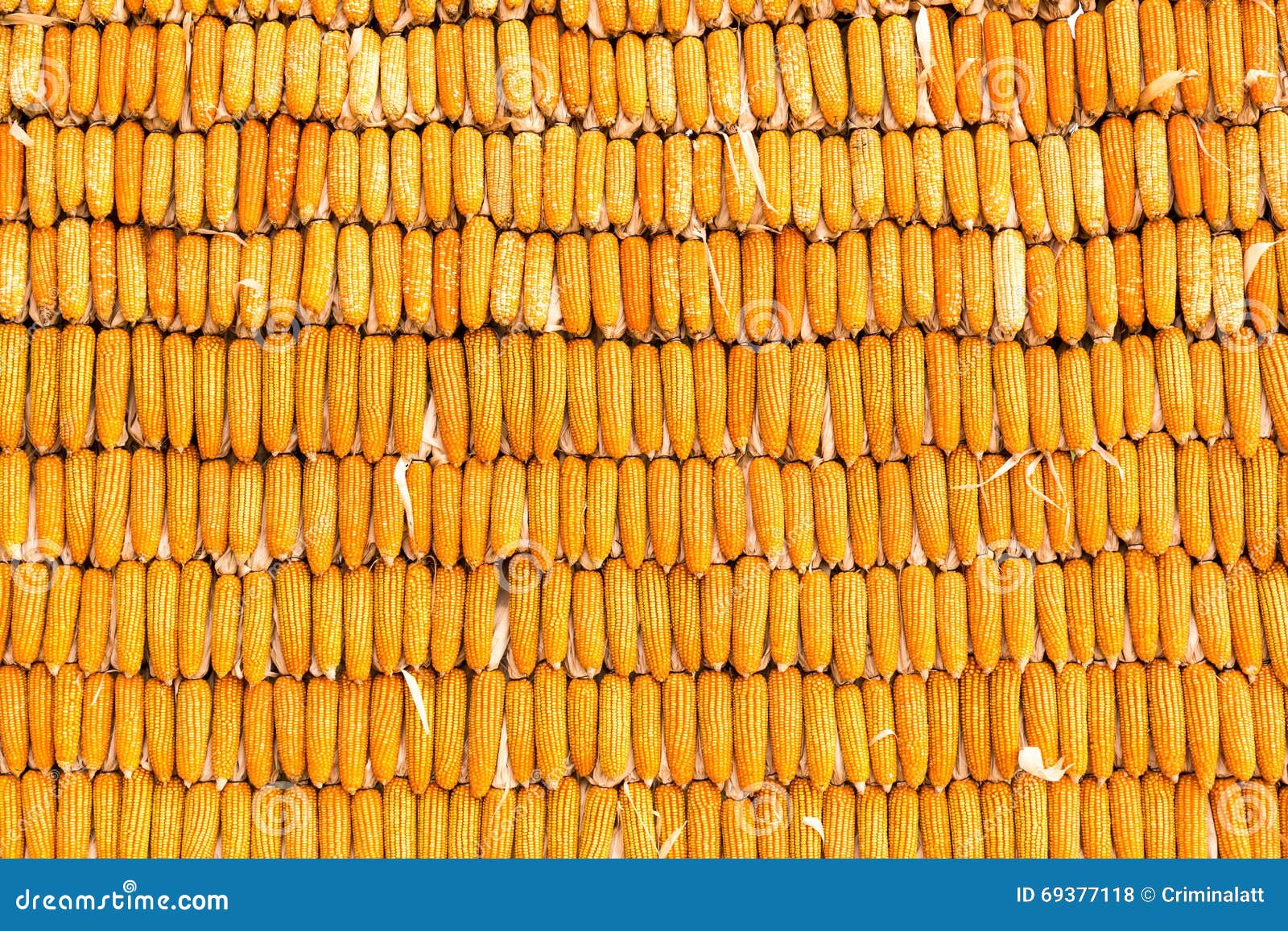 Pile of yellow corn cob stock photo. Image of agriculture - 69377118