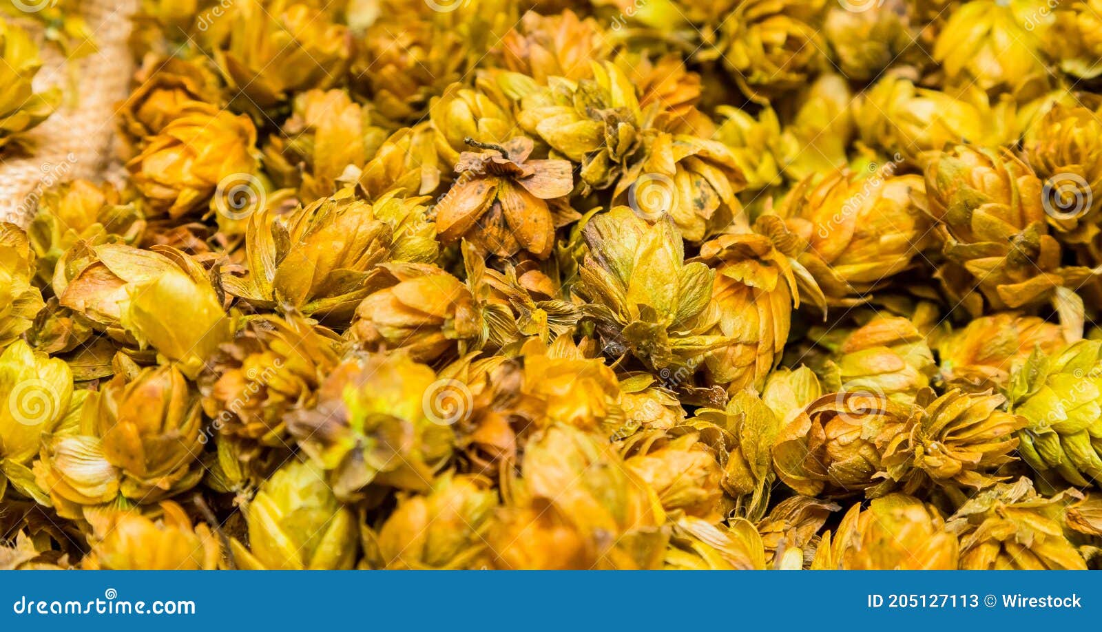 Pile of Yellow Hops for Beer Stock Image - Image of stack, lupulus ...