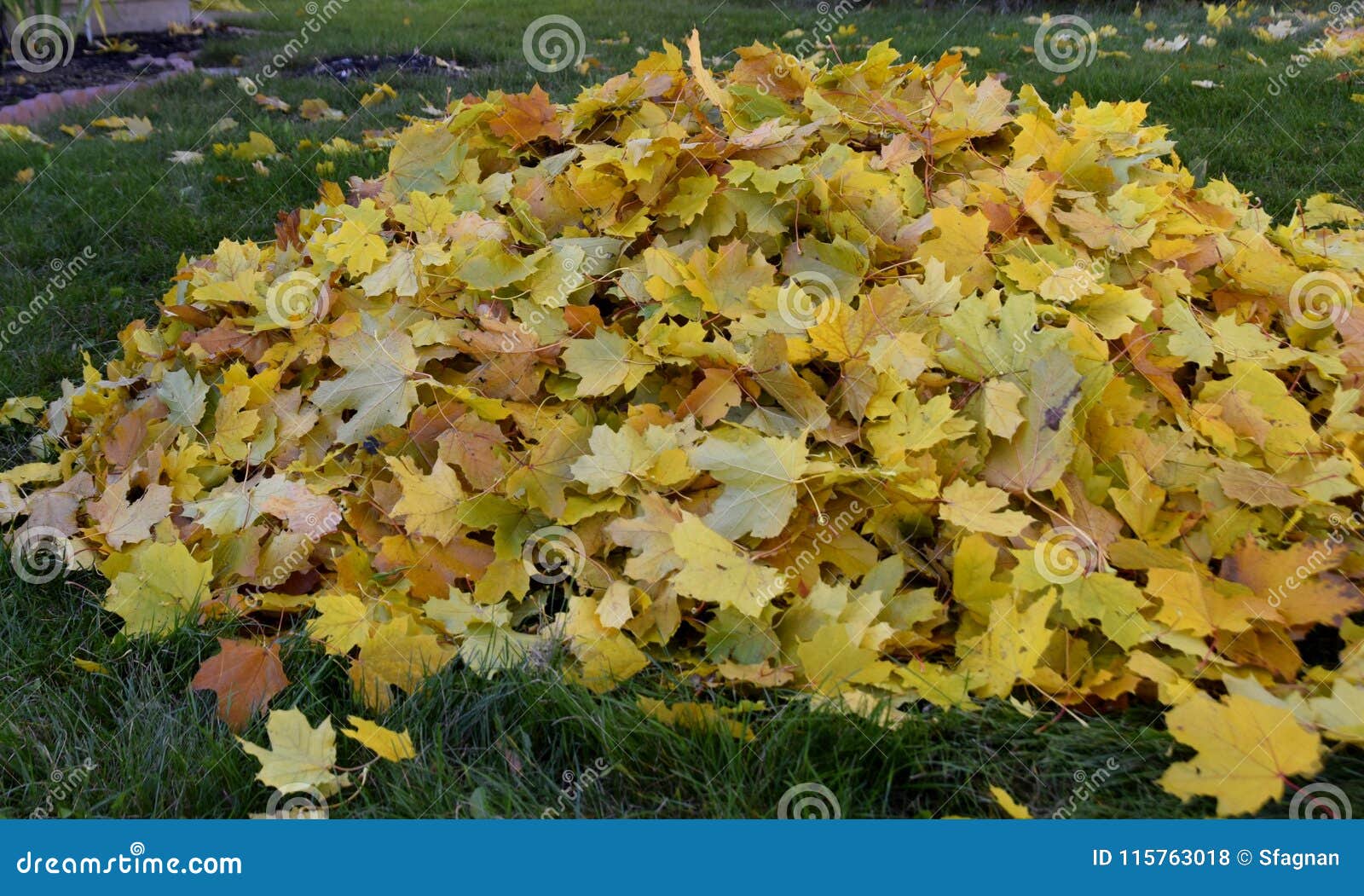 Pile of Yellow Maple Leaves on Grass Stock Photo - Image of fallen ...