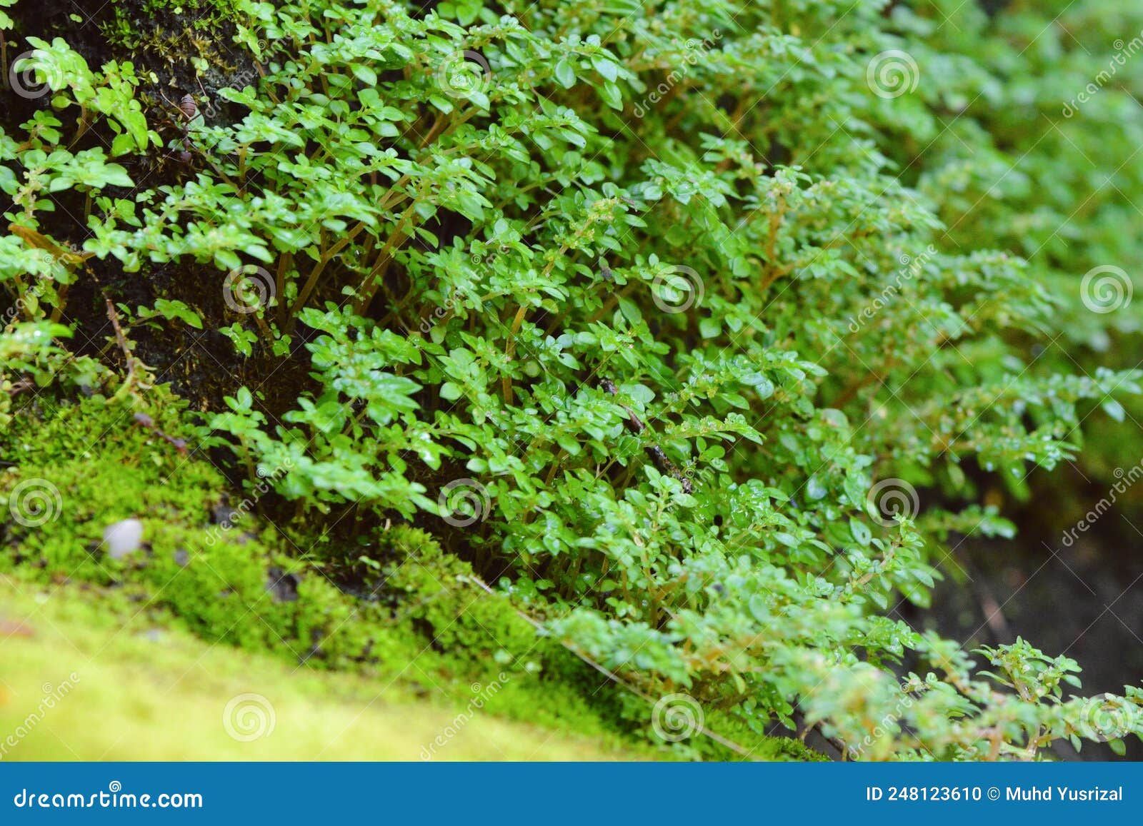 Pilea Microphylla Also Known As Angeloweed Stock Photo - Image of shrub ...