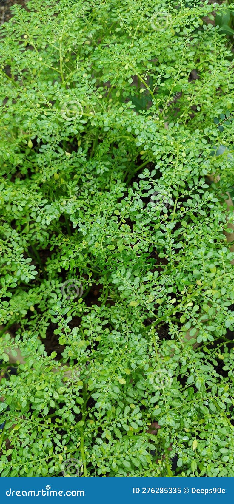 The PILEA MICROPHYLLA in the GARDEN Stock Image - Image of garden, soil ...