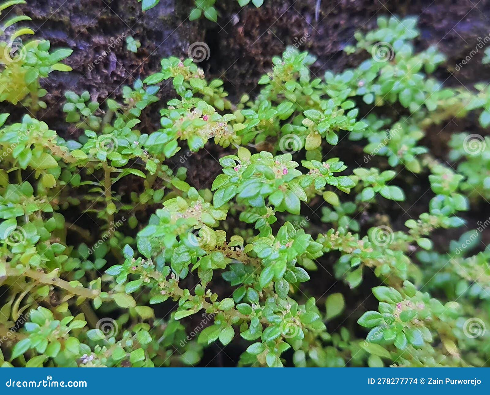 Pilea microphylla plant. stock photo. Image of green - 278277774