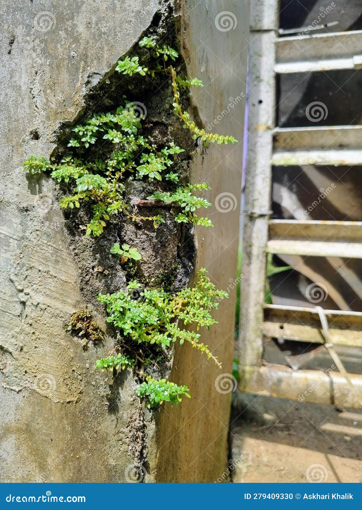 Pilea Microphylla Also Called Rockweed, Artillery Plant, Gun Powder ...