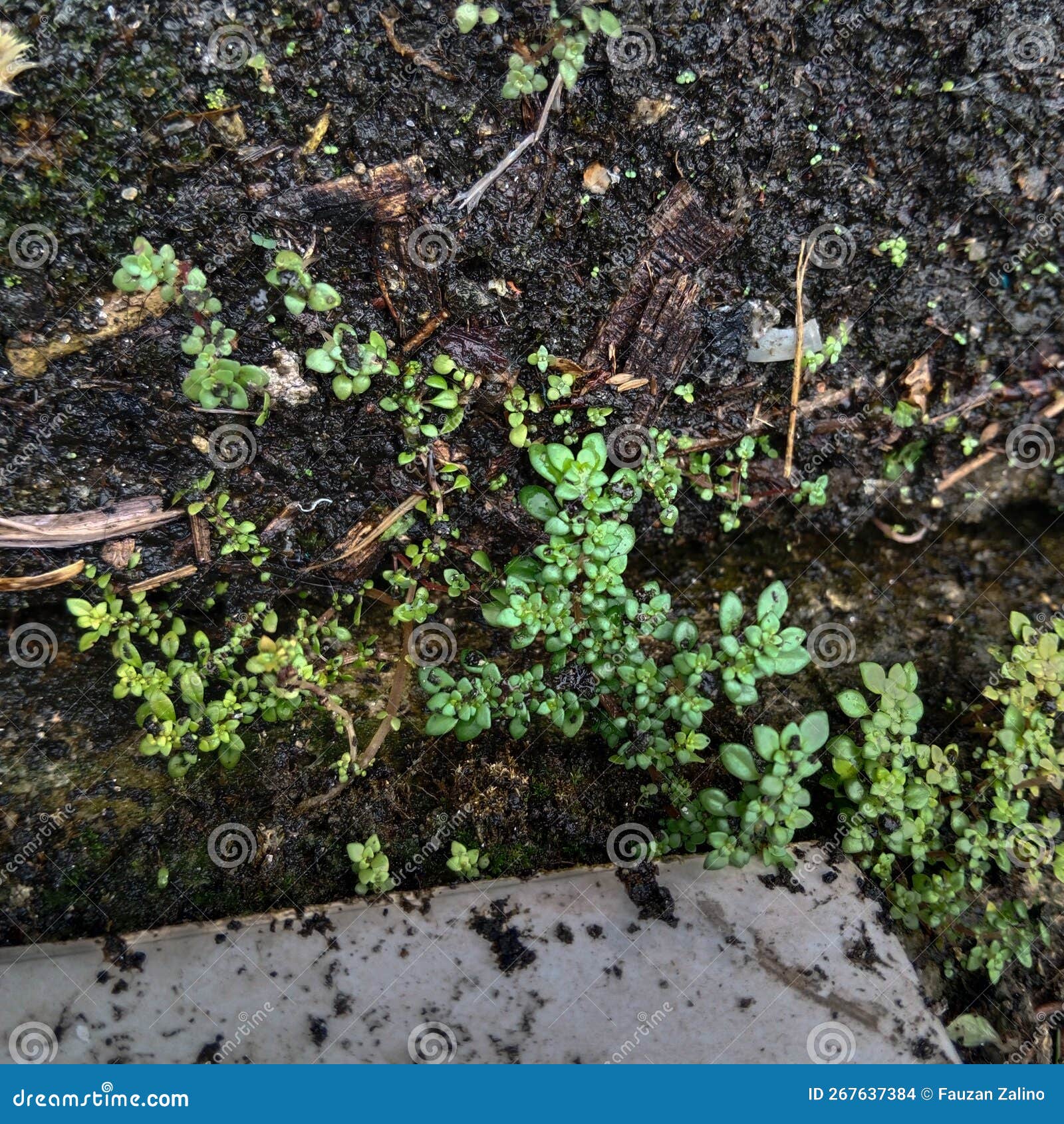Pilea Microphylla Plants that Grow in Damp Places Stock Photo - Image ...