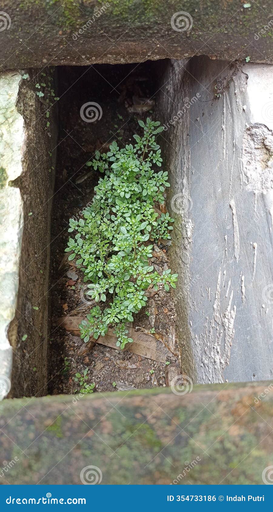 Pilea Microphylla Also Called Rockweed, Artillery Plant, Gun Powder ...