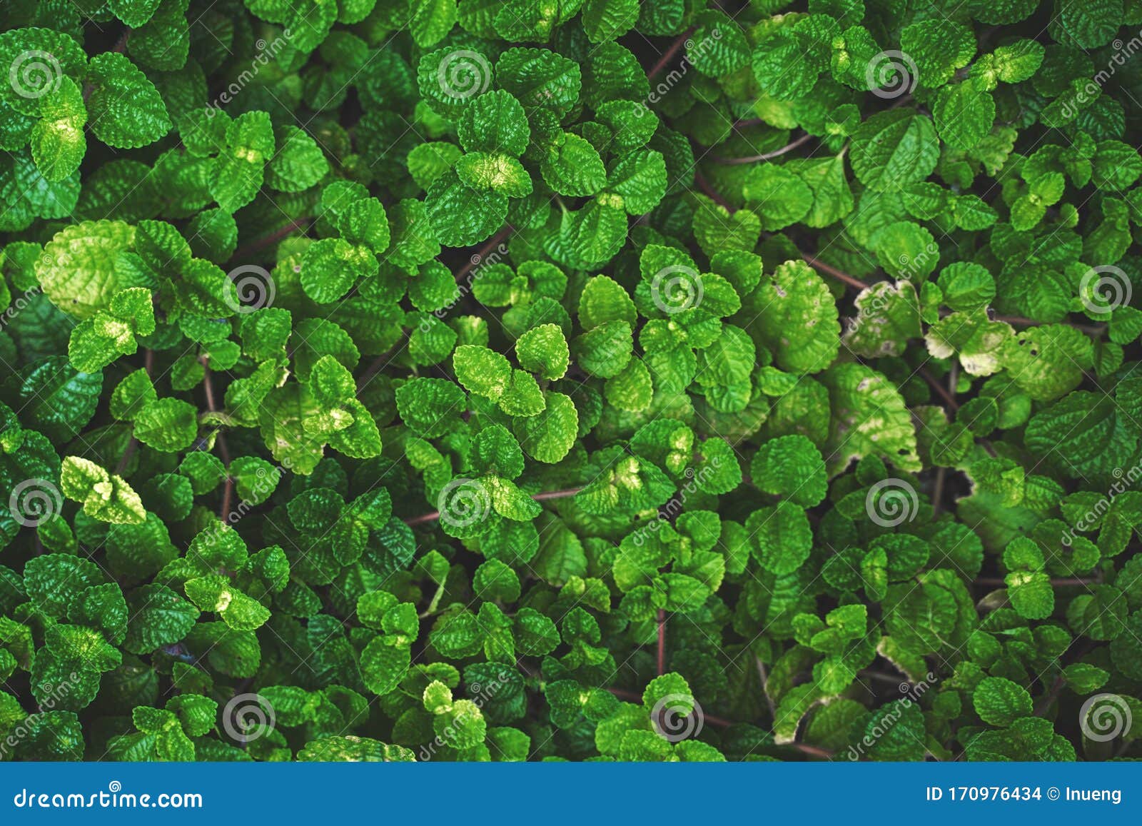 Pilea Nummulariifolia Creeping Charlie Leaves And Stone Path Background ...