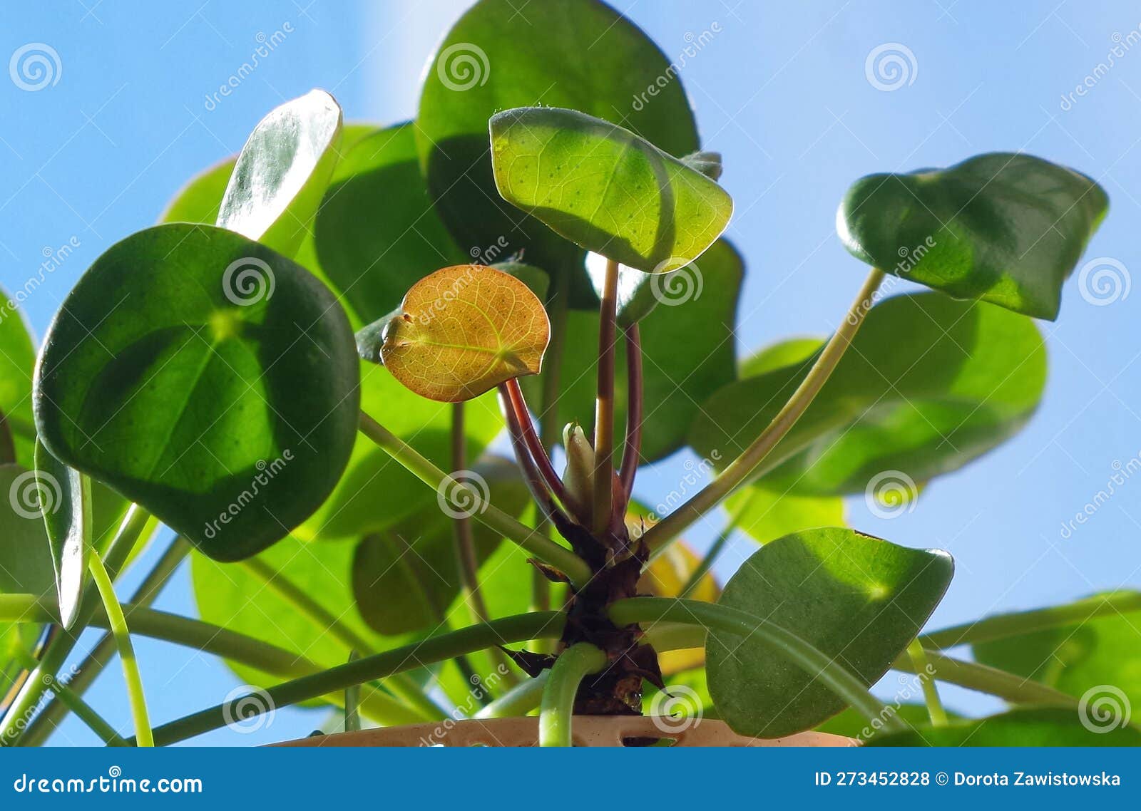 Pilea peperomioides stock photo. Image of light, fresh - 273452828