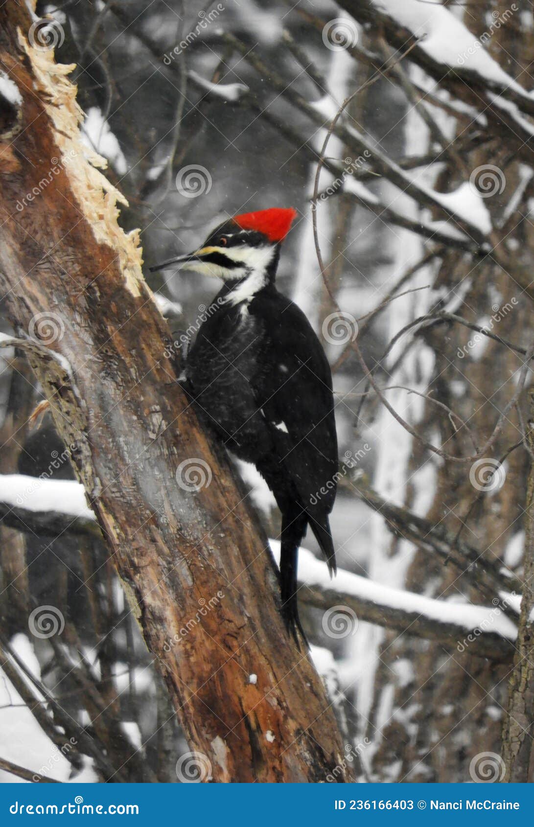 Pileated Woodpecker Female Looking for Insects during Winter Snowstorm ...