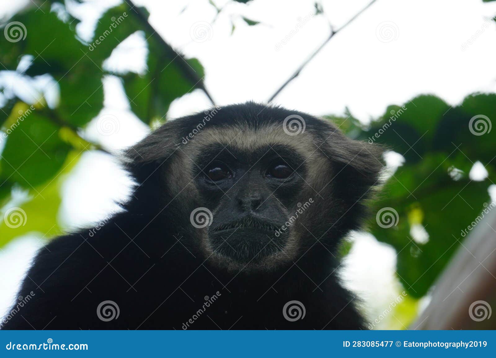 Pileated Gibbon Looking Out Stock Image - Image of gibbon, hylobates ... Pileated Gibbon Looking Out Stock Image - Image of gibbon, hylobates ...