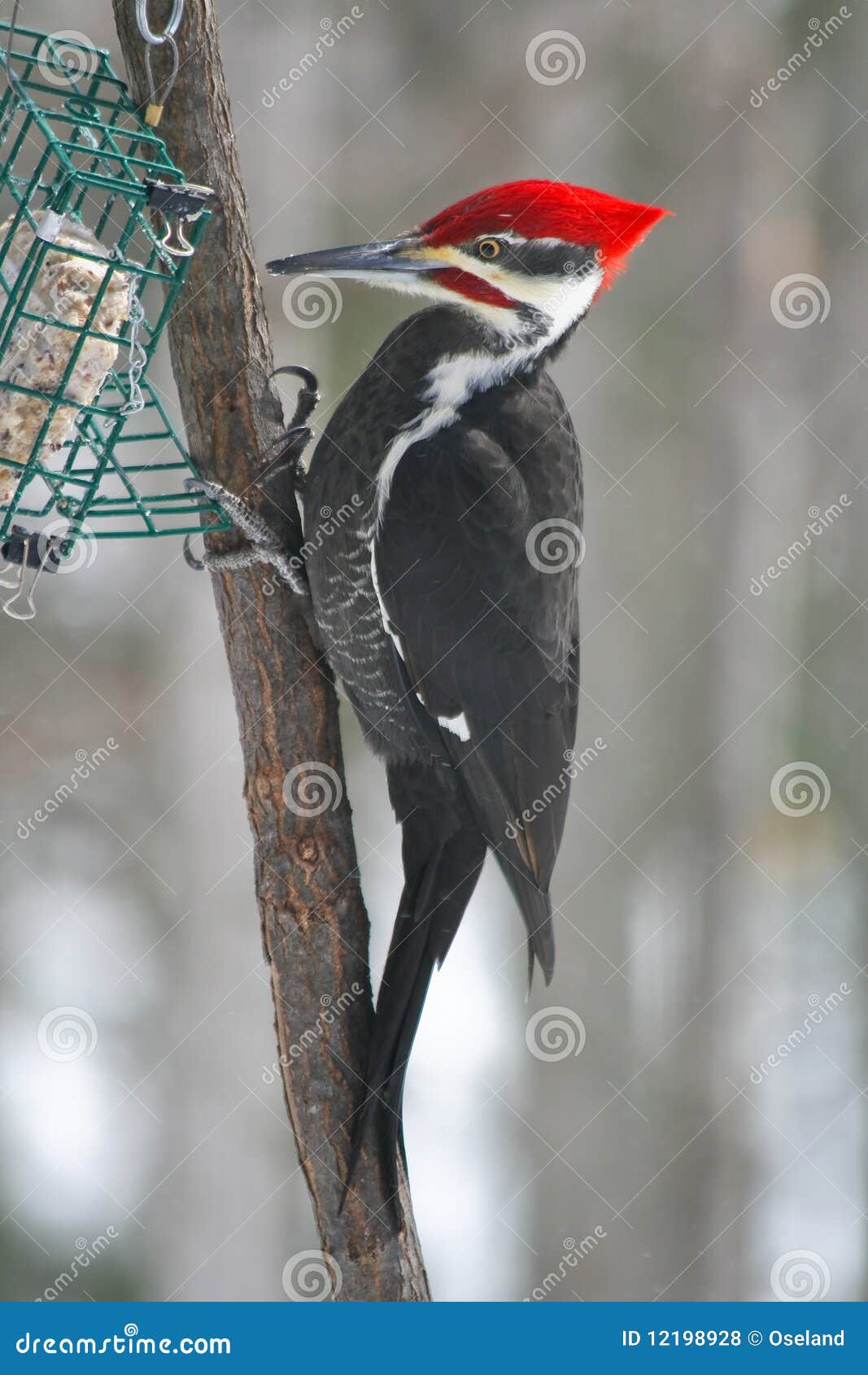 Pileated Woodpecker Dryocopus Pileatus. Big Black Woodpecker With Red ...