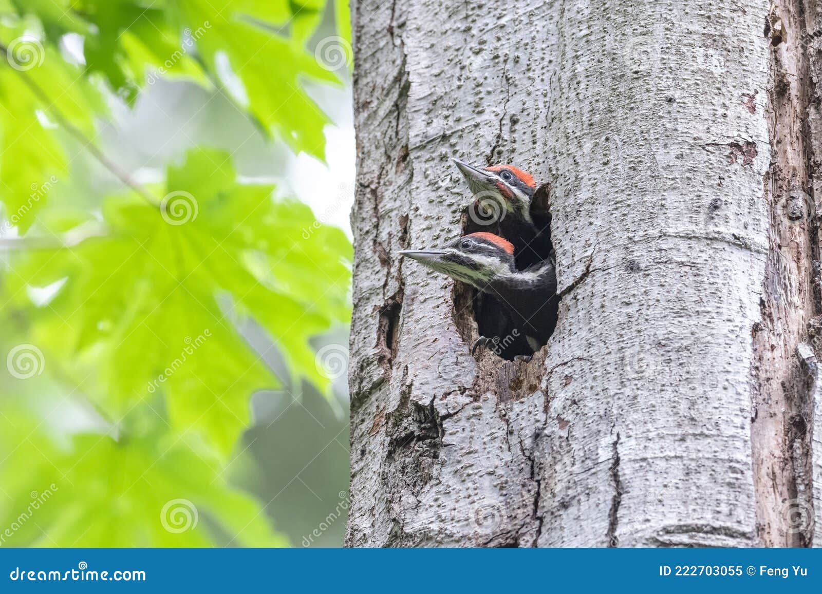 Pileated woodpecker chicks stock image. Image of columbia - 222703055