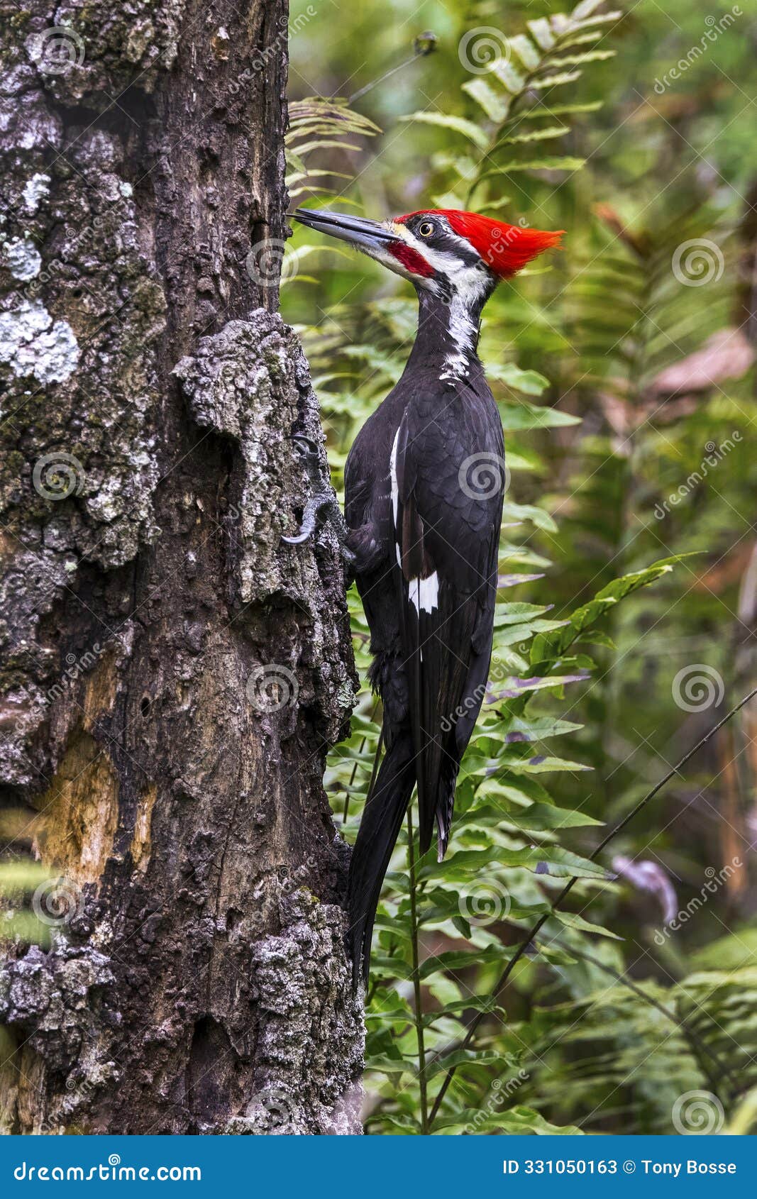 Pileated Woodpecker Pecking on a Tree Stock Image - Image of wildlife ...