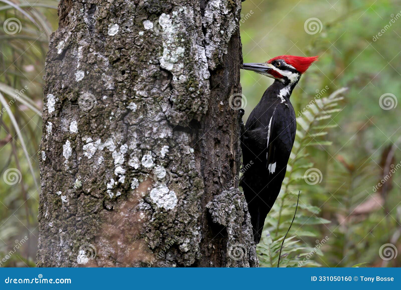 Pileated Woodpecker Pecking on a Tree, Closeup Stock Photo - Image of ...