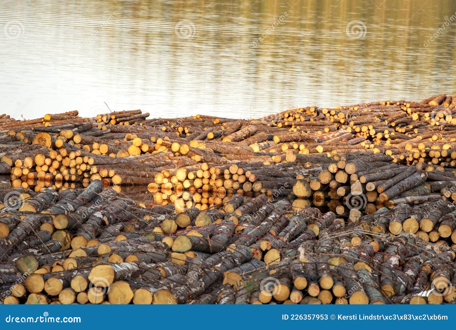 Piled Logs Floating on the River Stock Image - Image of landscape ...