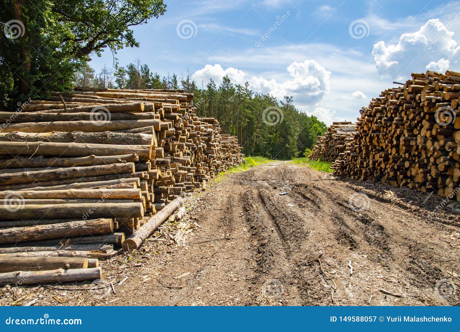 Trees After A Deforestation Royalty-Free Stock Image | CartoonDealer ...