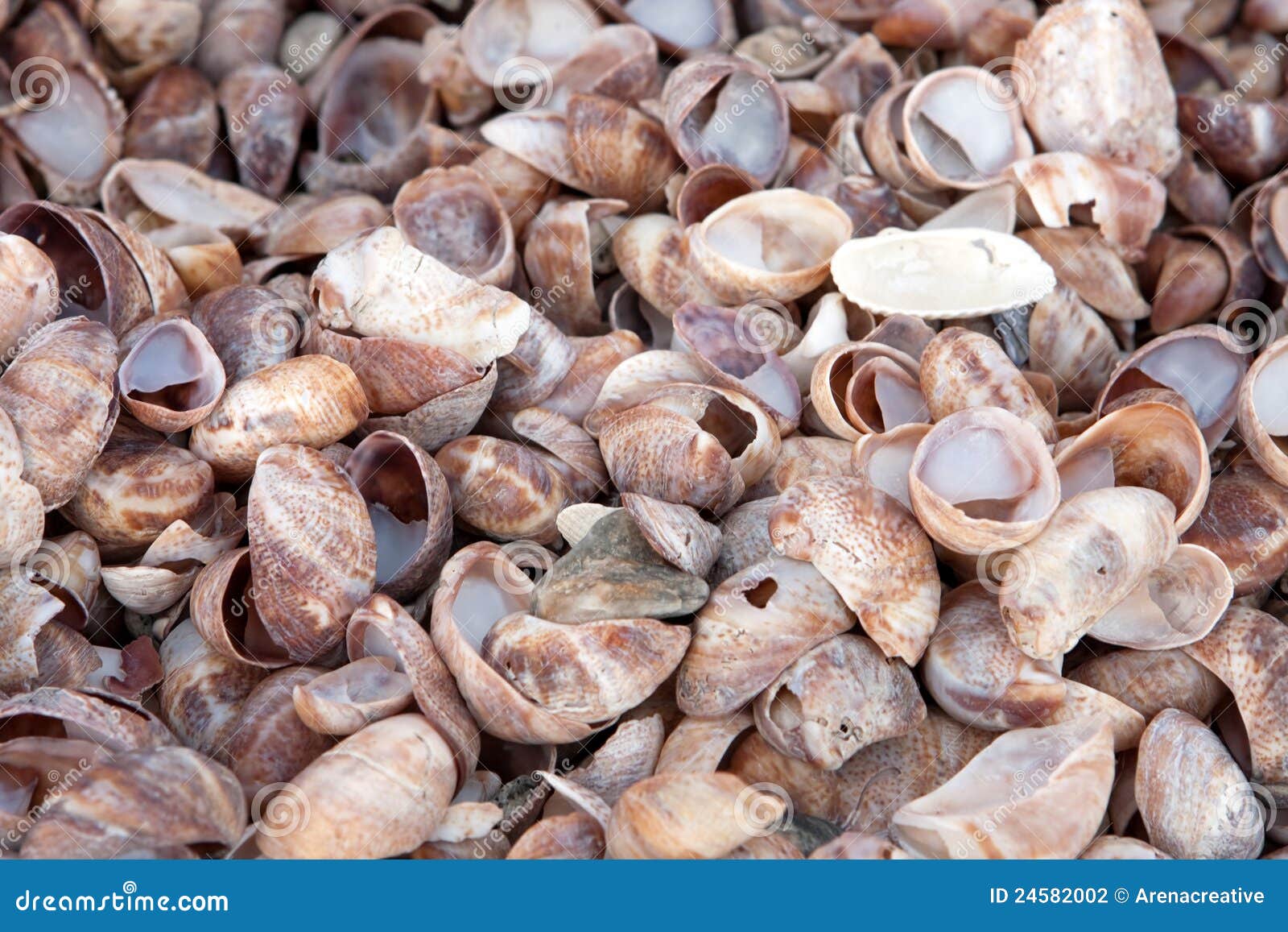 Piled Sea Shells stock photo. Image of nature, background - 24582002