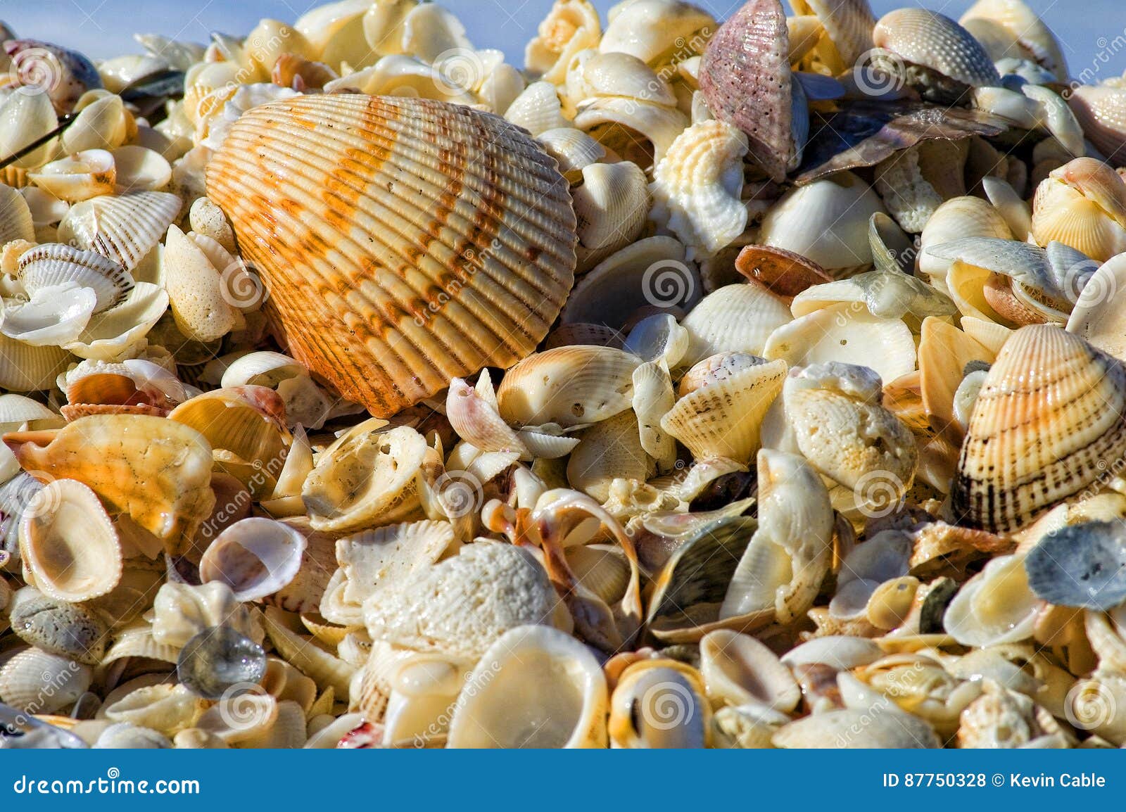 Piled Seashells on the Beach Stock Photo - Image of close, small: 87750328
