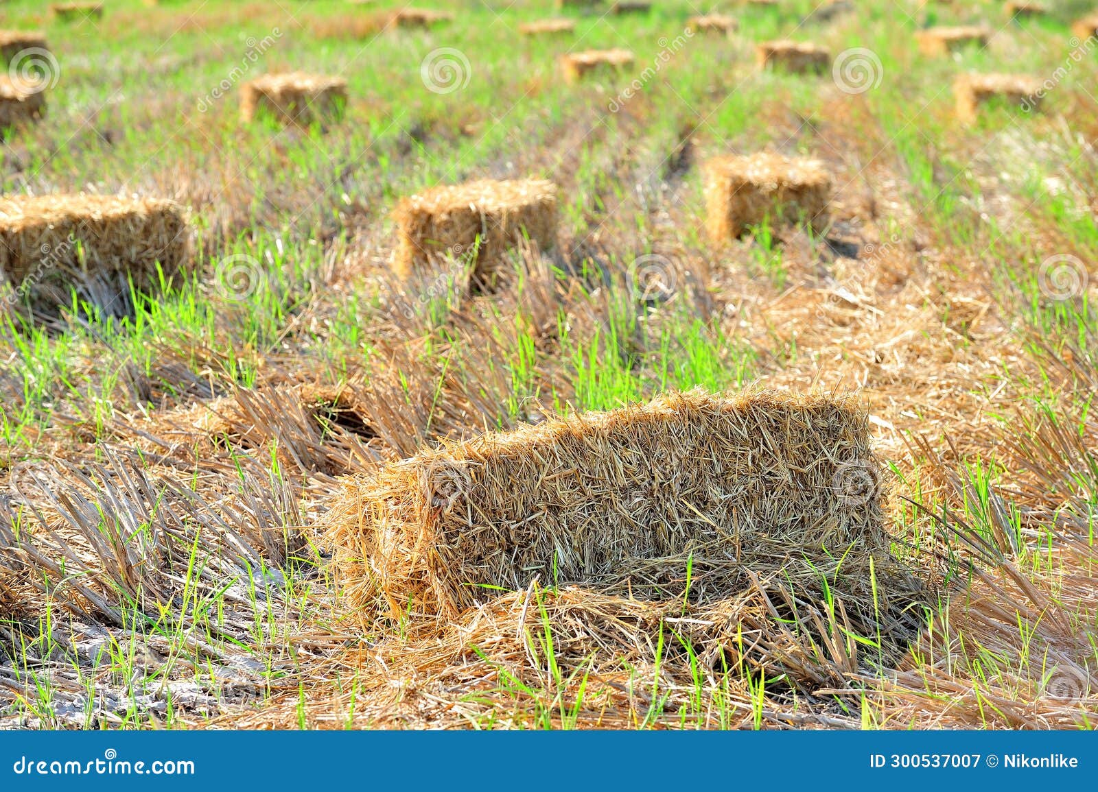Haystack or Hay Straw. Mowed Dry Grass in Stack on Farm Field. Stock ...