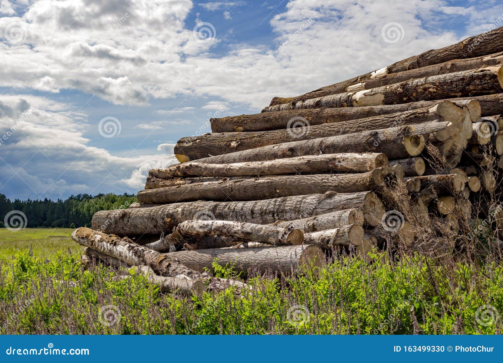 Piled Tree Trunks - Logging in the Open Field Stock Photo - Image of ...