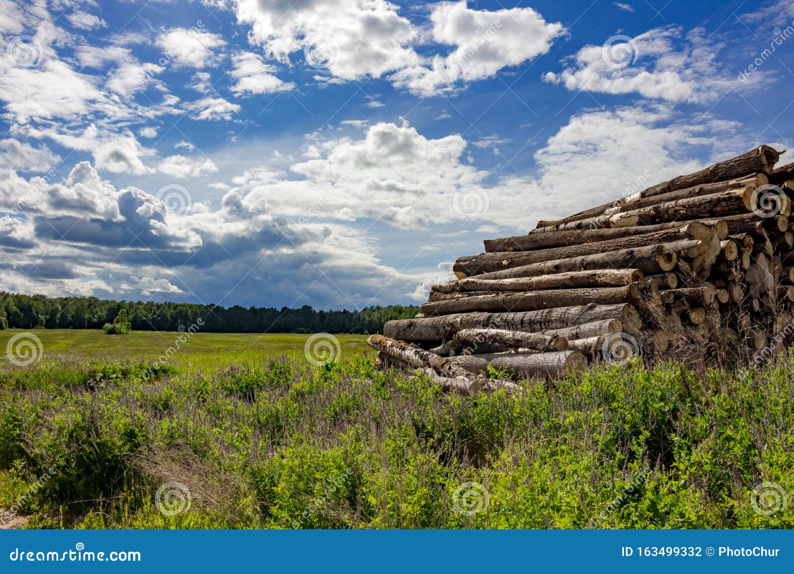 Piled Tree Trunks - Logging in the Open Field Stock Photo - Image of ...