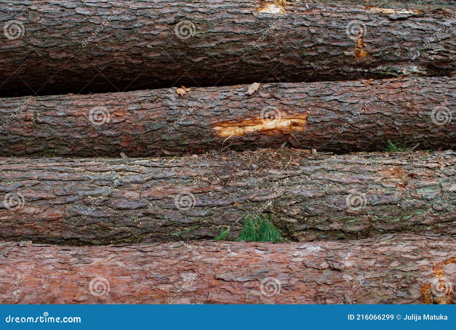 Piled Trunks of Felled Pines. the Concept of Cutting Down Trees Stock ...